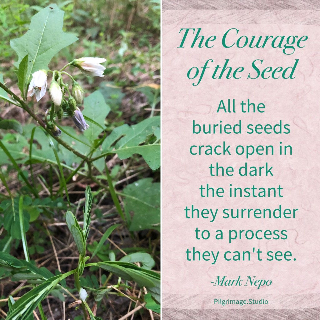 The Courage of the Seed – Pilgrimage Studio